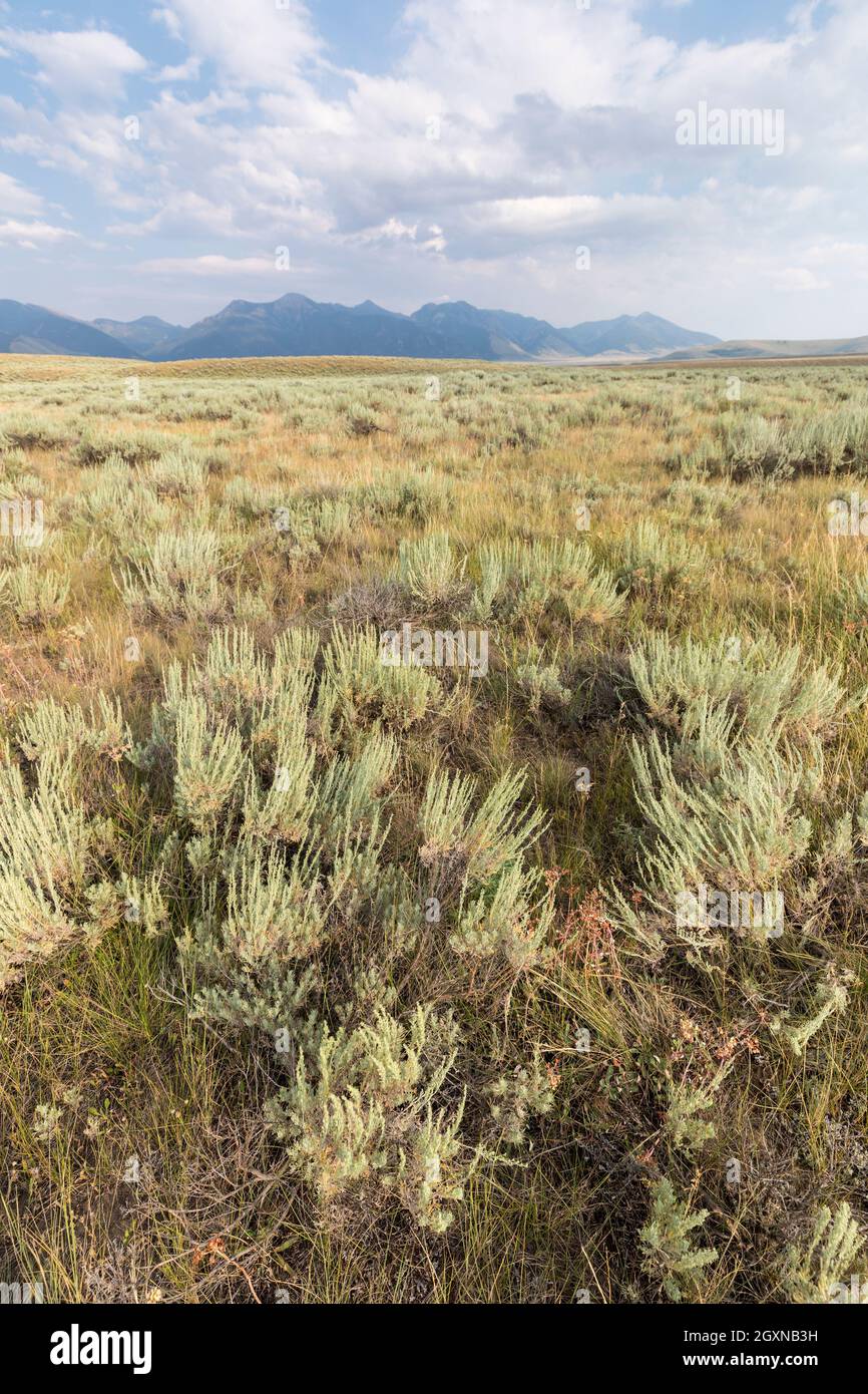 Sagebrush steppe, Missouri Flats, Montana, USA Stock Photo - Alamy