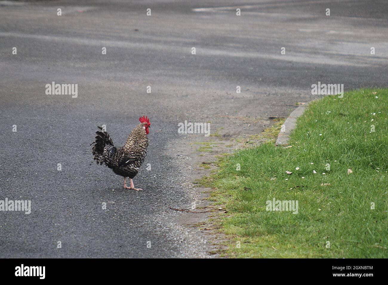 Chickens crossing a road Stock Photo - Alamy