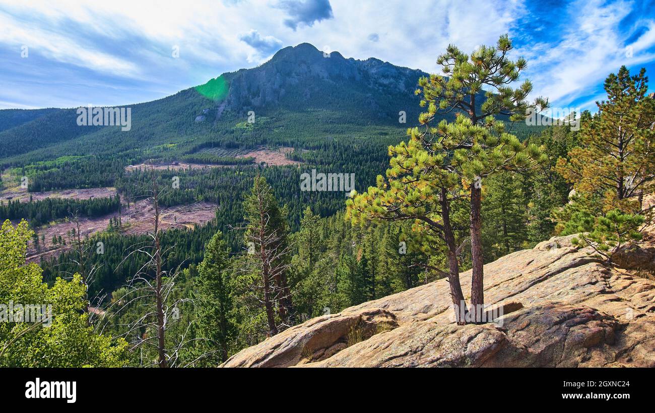 Detail of tree growing in rock with mountains in background Stock Photo ...