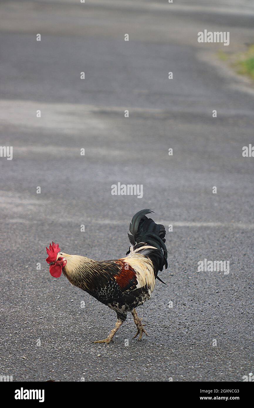 Chickens crossing a road Stock Photo - Alamy