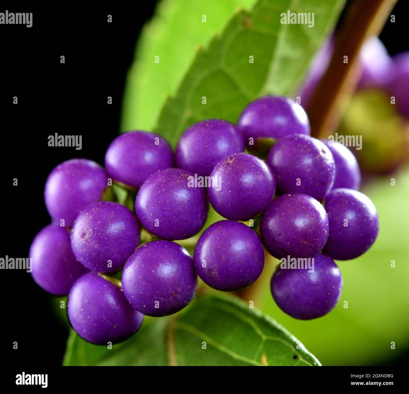 Cluster of purple berries hi-res stock photography and images - Alamy