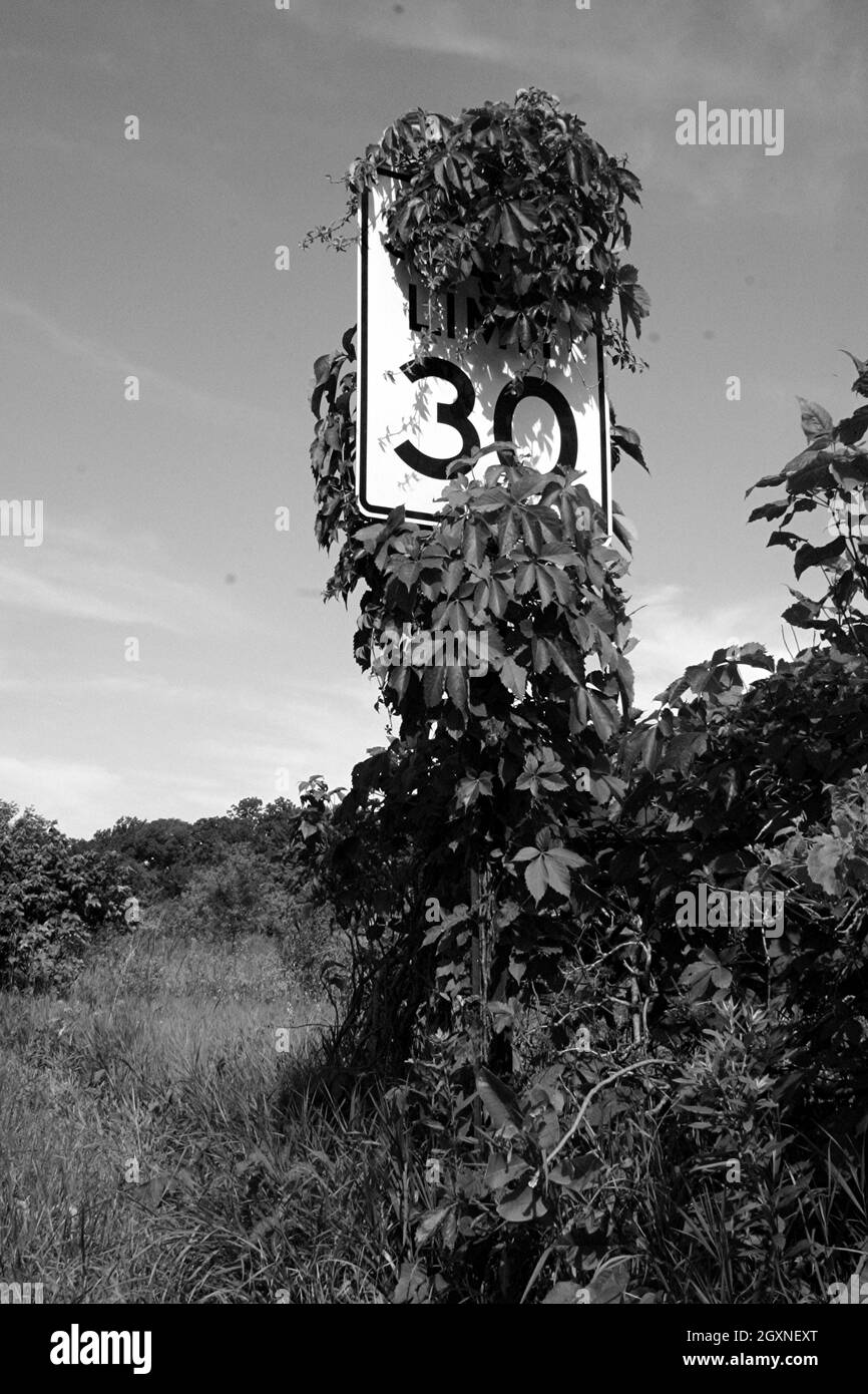 Vines and bushes grow and cover a 30 mile per hour sign on an abandoned ...