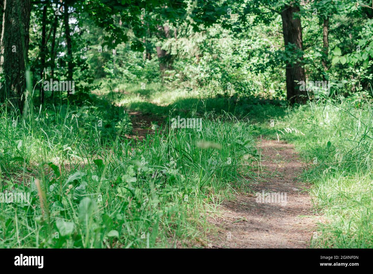 Partially blurred creative background image of sandy path in summer ...