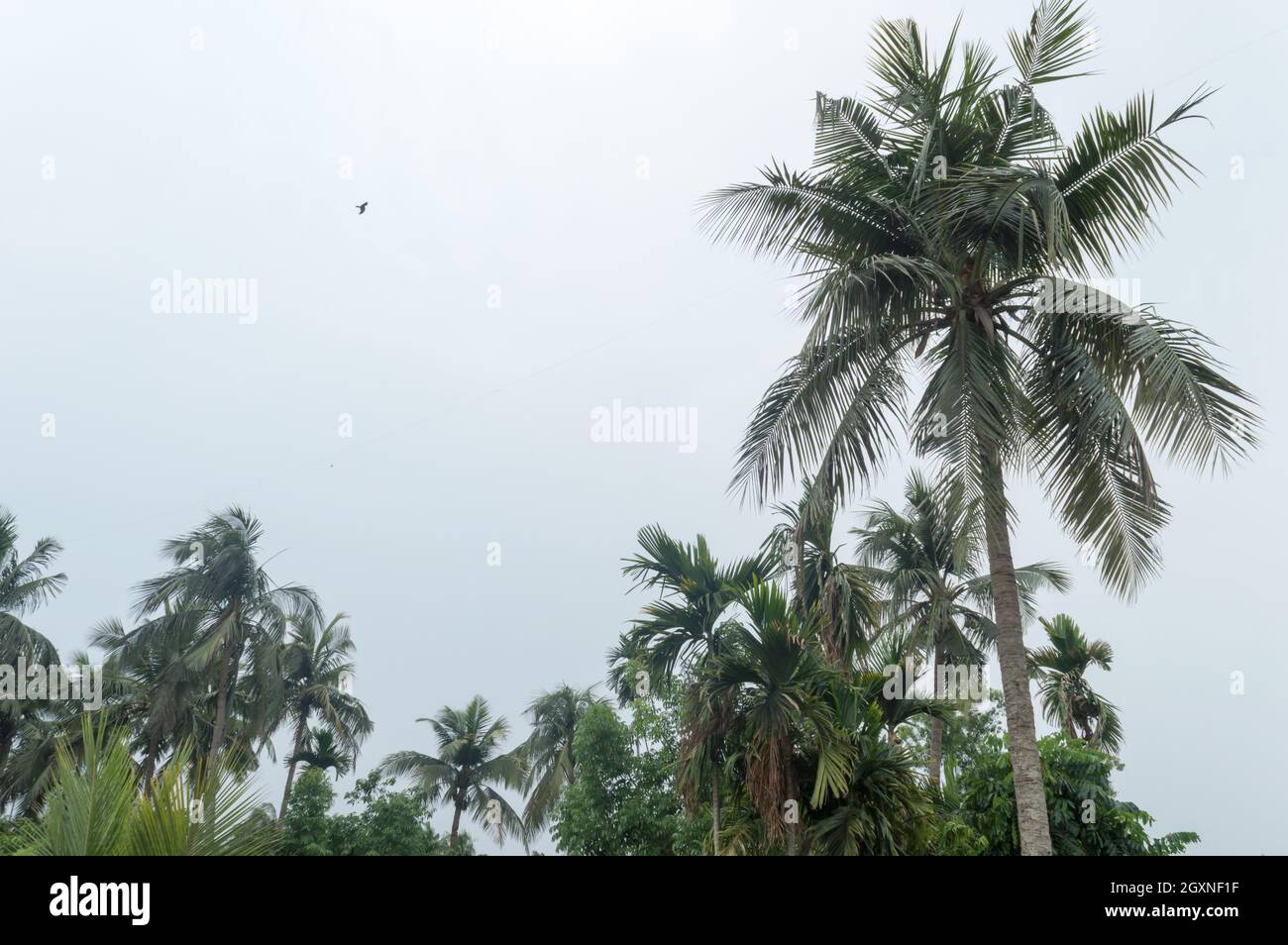 Calm before the storm atmospheric mood in Tropical Climate. The unusual ...