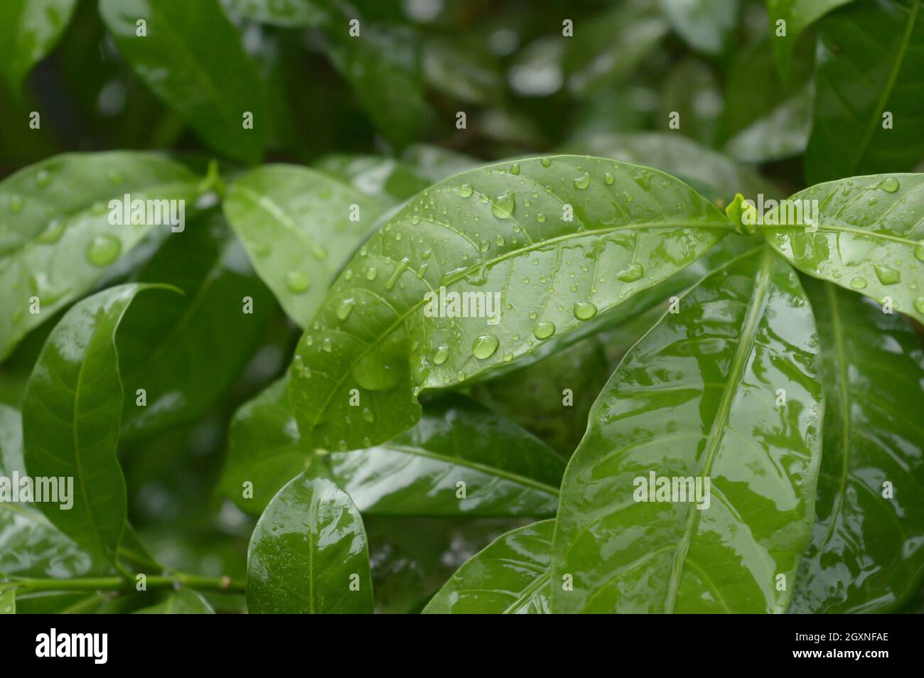Falling Summer Monsoon Rain on Green Tree Plant leaf. Raindrop on ...