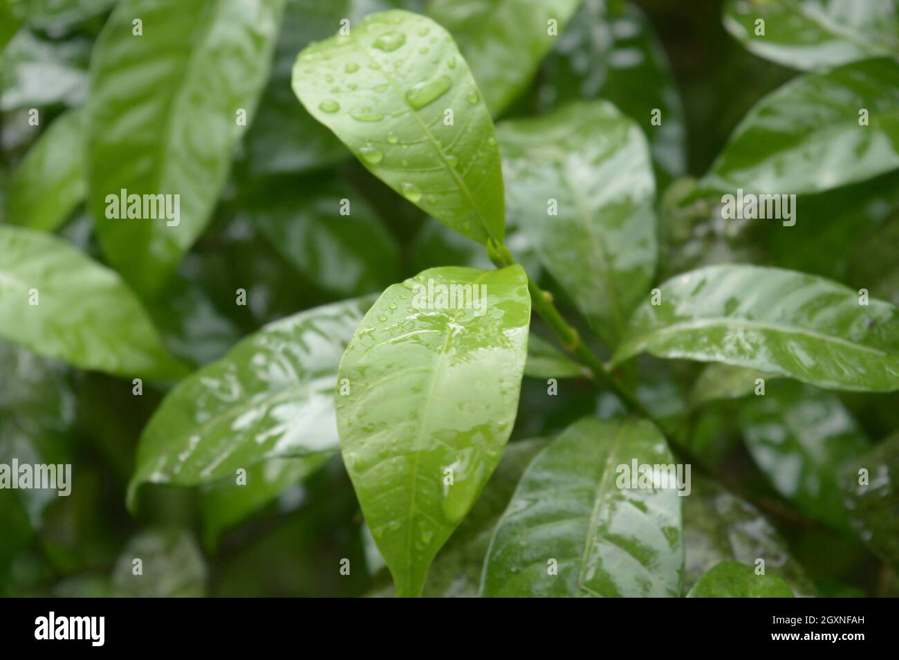Falling Summer Monsoon Rain on Green Tree Plant leaf. Raindrop on ...
