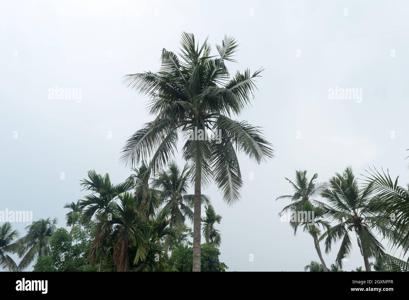 Calm before the storm atmospheric mood in Tropical Climate. The unusual ...