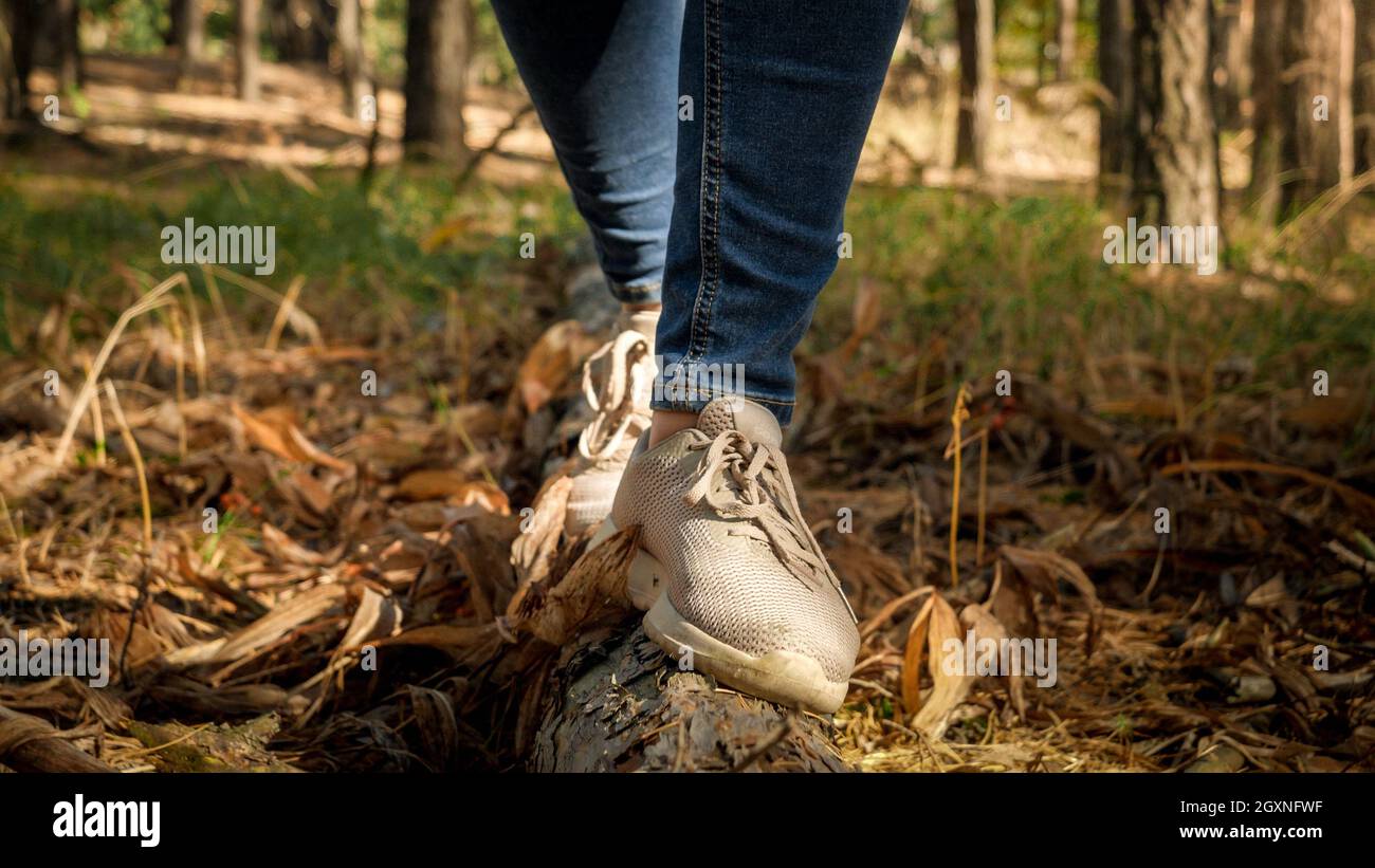 Closeup image of hikers feet walking on the pine tree log lying on the ...