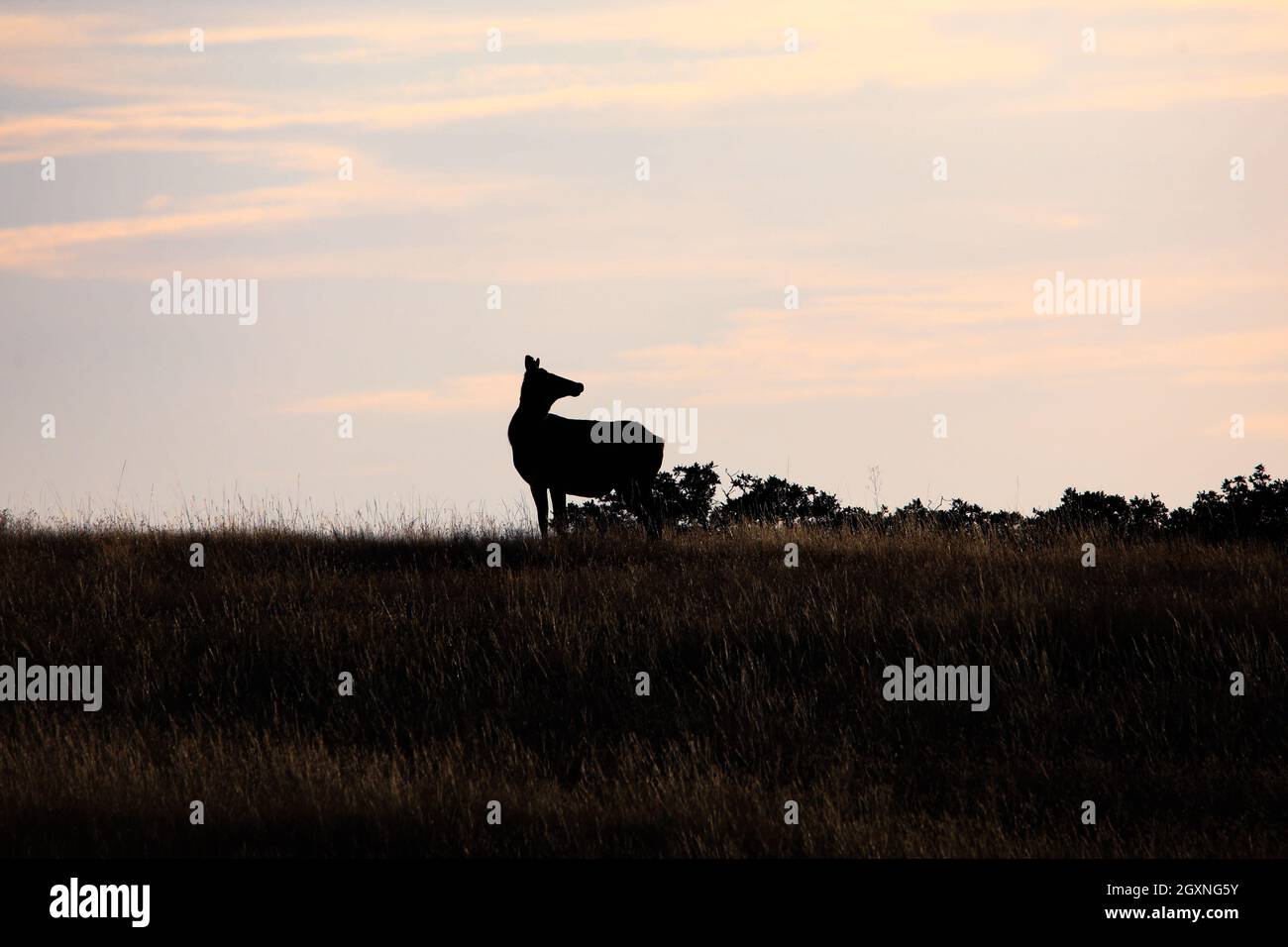 Fall Aspen Tree Colors Red Yellow Orange Mountain Elk Hawk Waterfall ...