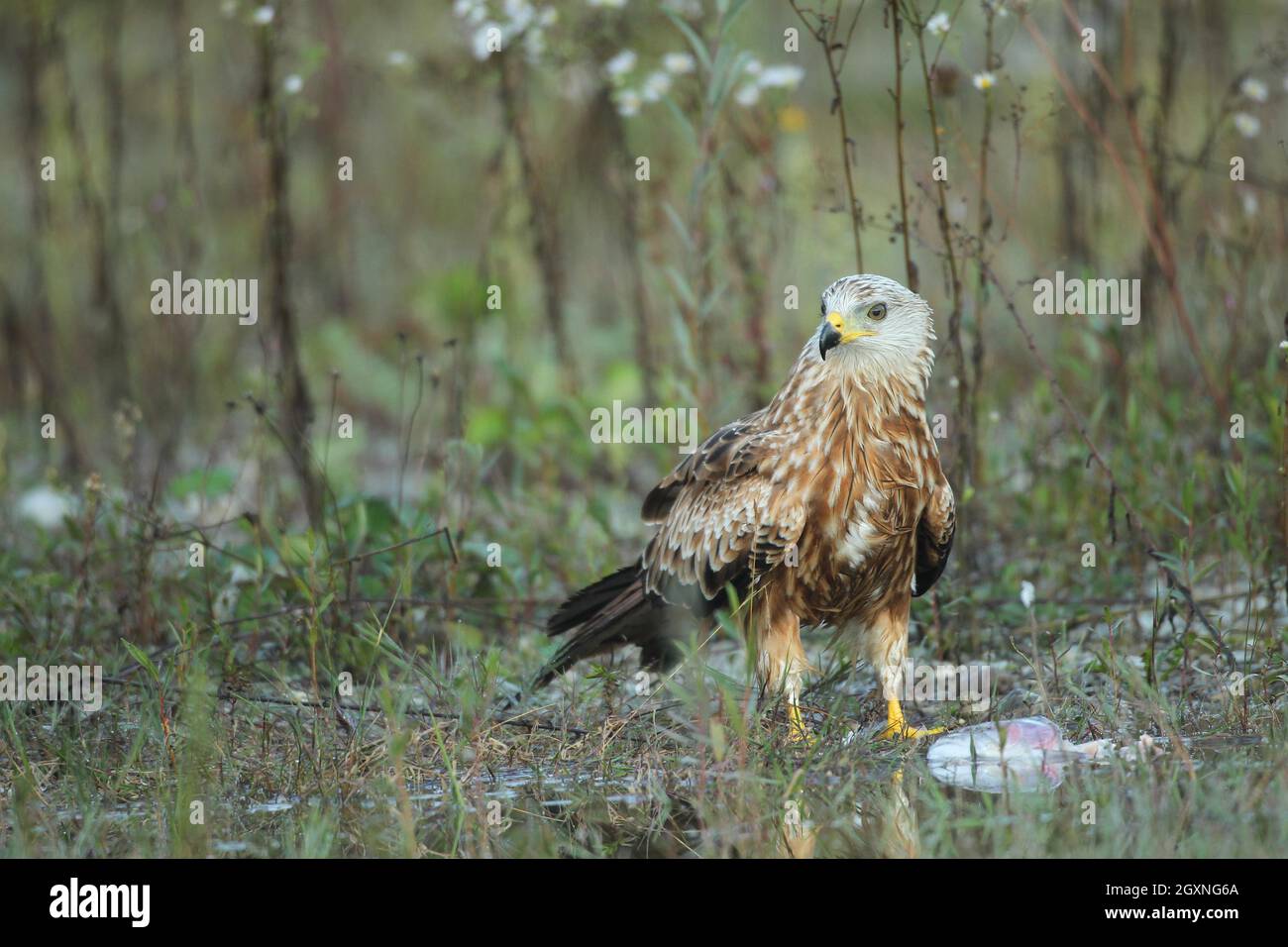 Red kite (Milvus milvus) Old bird in water on dead fish, Allgaeu ...