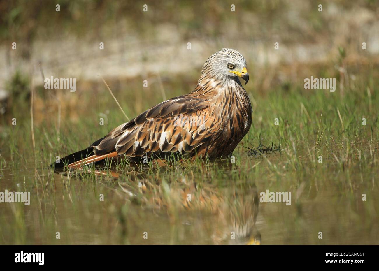 Red kite (Milvus milvus) Old bird in water, Allgaeu, Bavaria, Germany ...