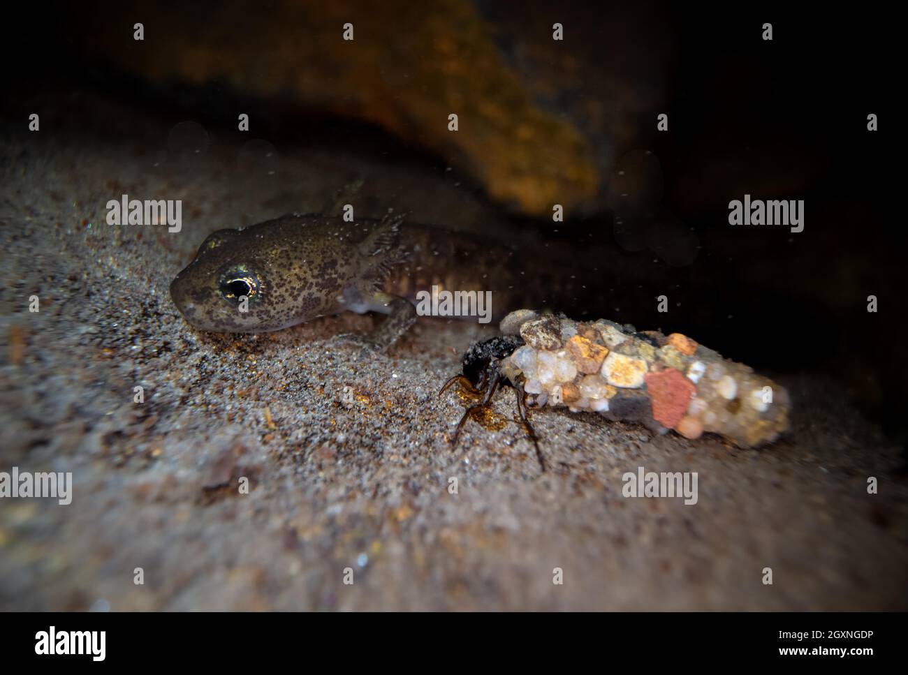 Fire salamander (Salamandra salamandra), larva on stone at the bottom ...