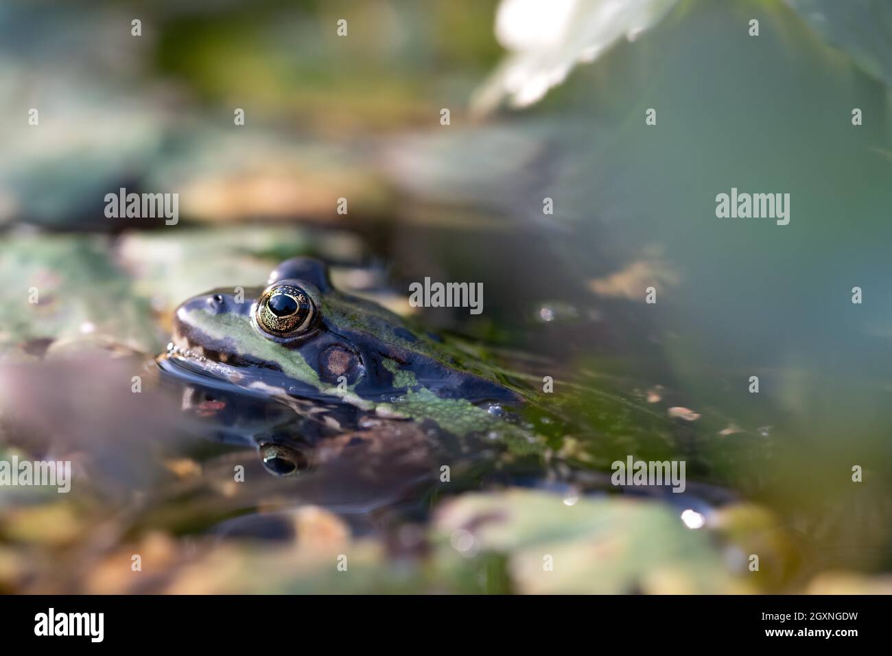 Green frog (Pelophylax kl. esculentus), sitting in the water and ...