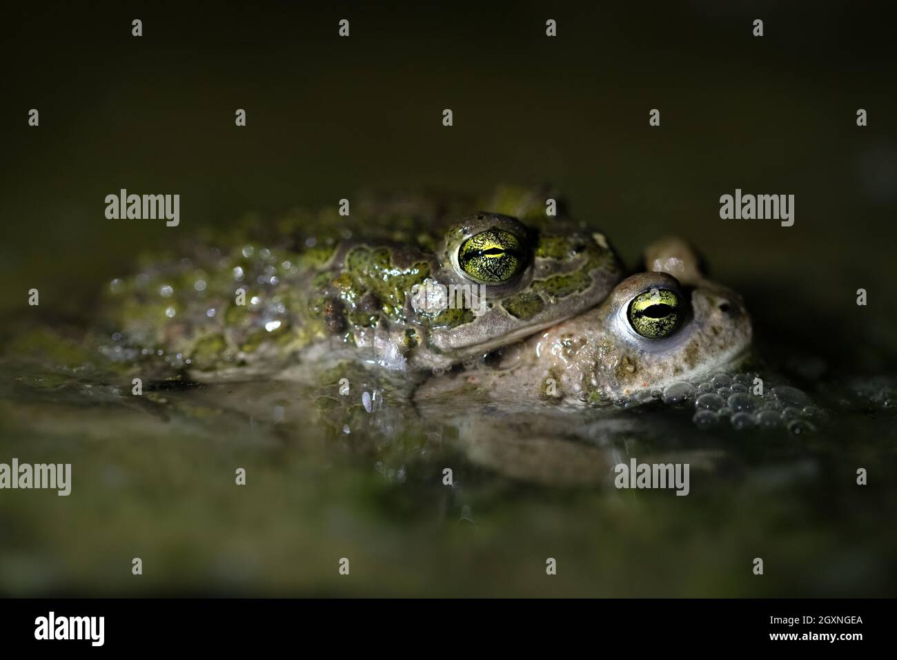 Mismatch animal hi-res stock photography and images - Alamy