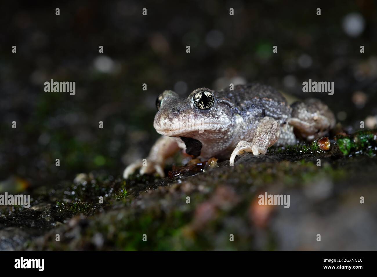 Common midwife toad (Alytes obstetricans), sitting on ground by the ...
