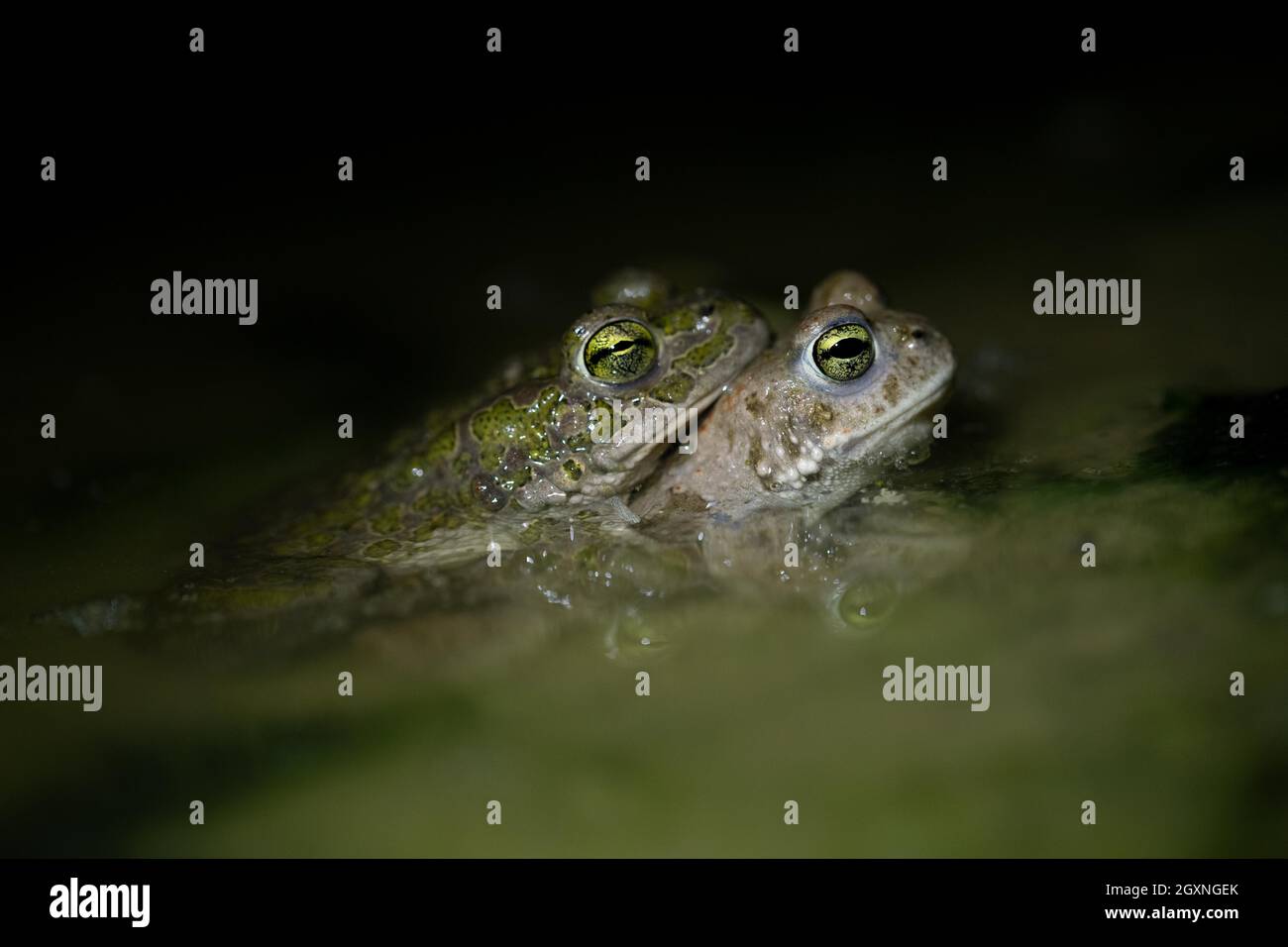 Mismatch animal hi-res stock photography and images - Alamy