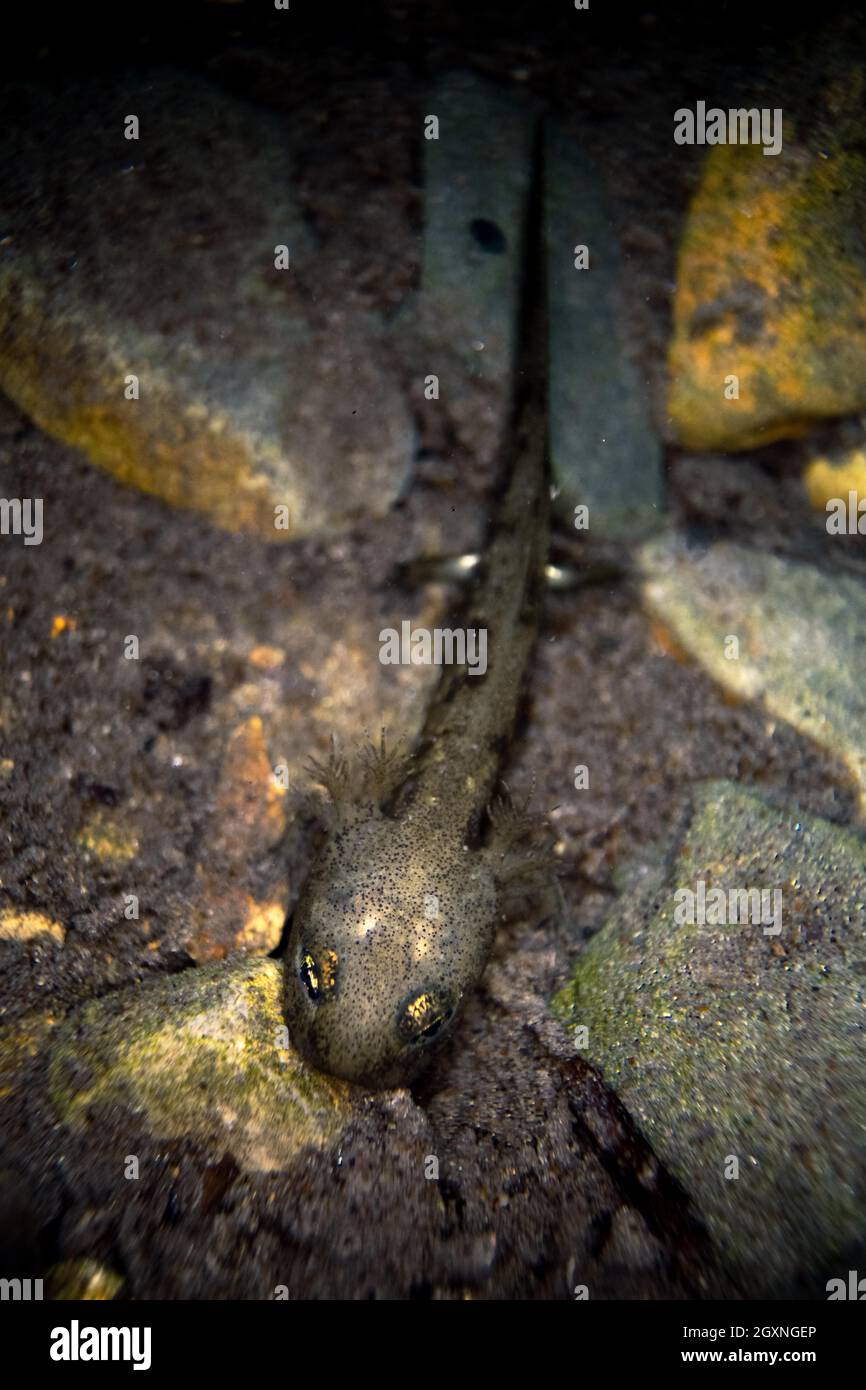 Salamander egg hi-res stock photography and images - Alamy