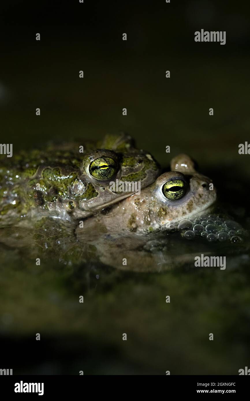 Mismatch animal hi-res stock photography and images - Alamy