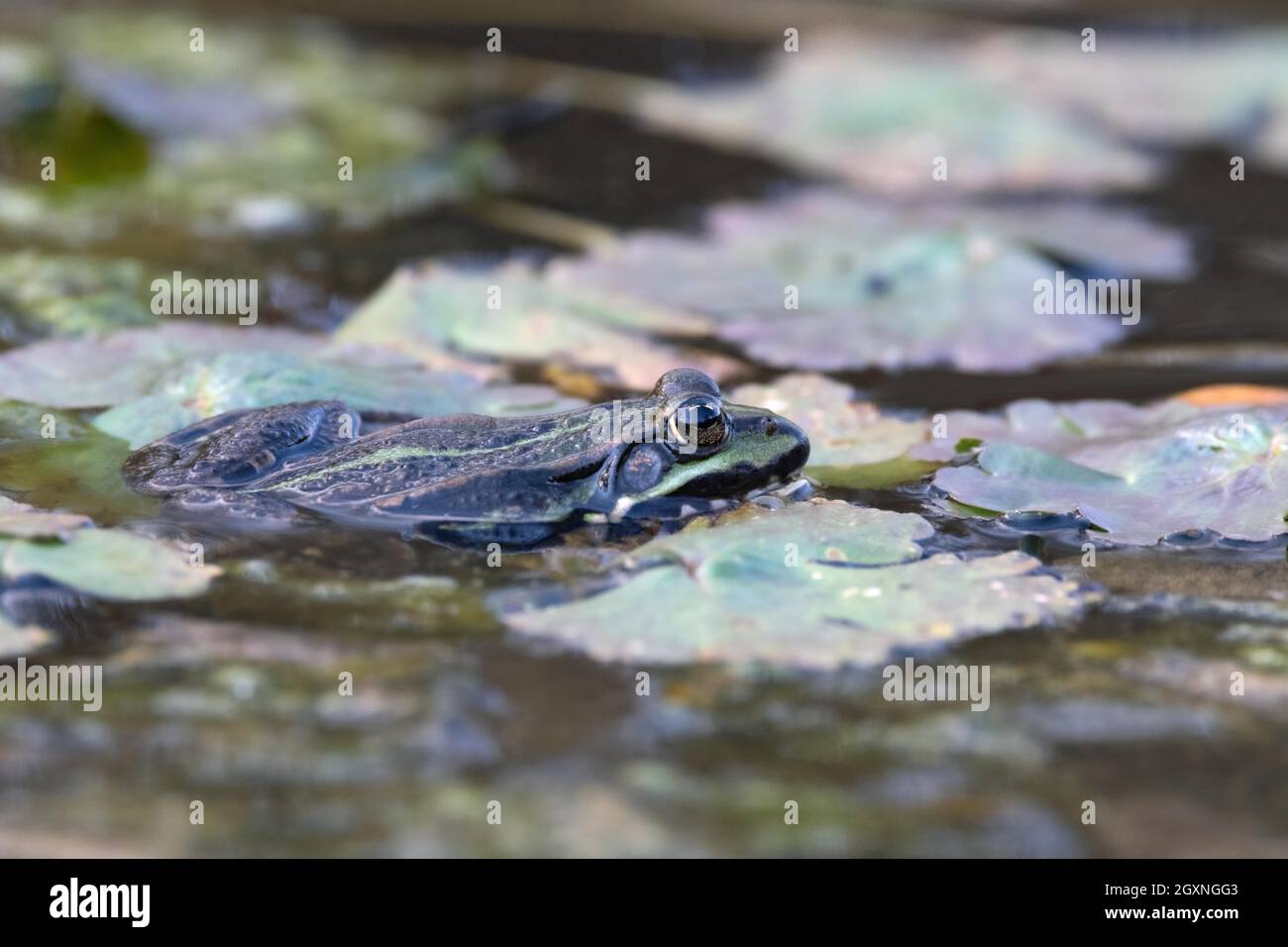 Green frog (Pelophylax kl. esculentus), sitting aquatic plants ...