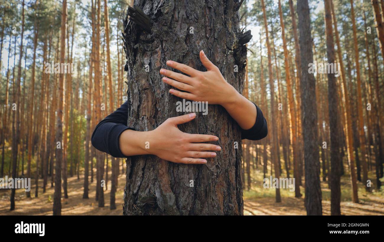 Toned closeup image of female hands hugging big pine tree in forest ...