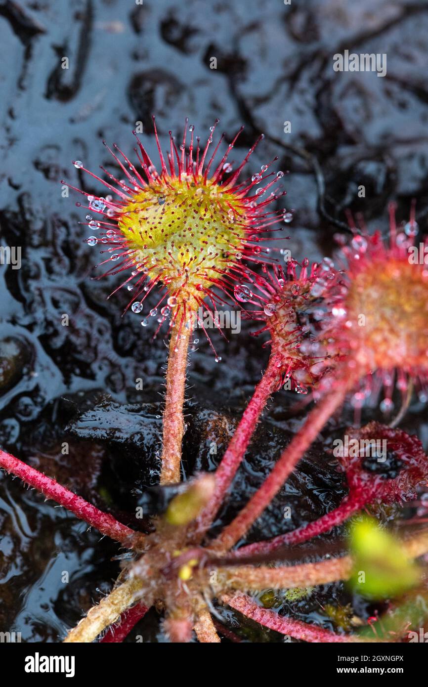 Round-leaved Common sundew (Drosera rotundifolia), with water droplets ...