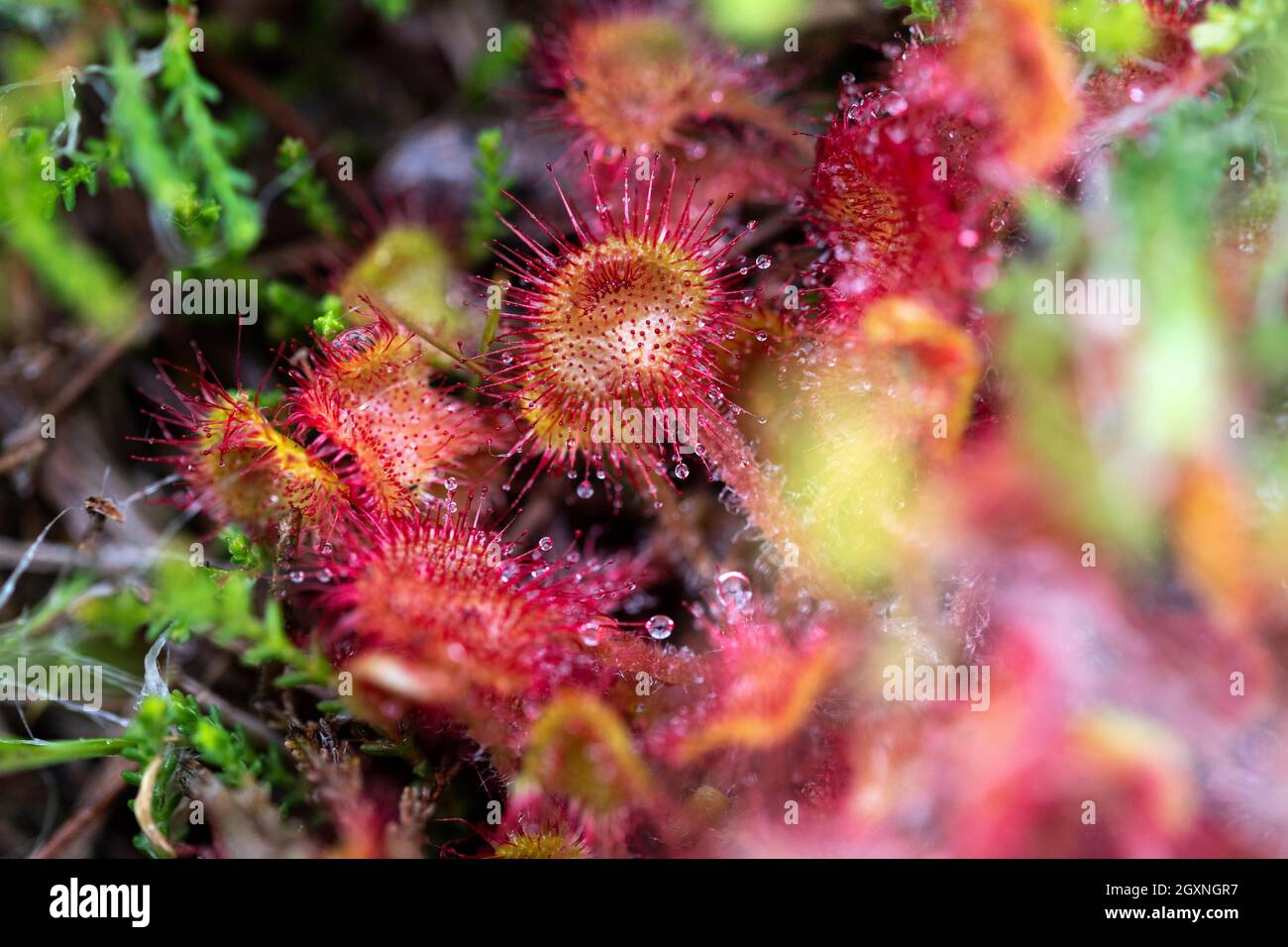 Round-leaved Common sundew (Drosera rotundifolia), close-up, Esterweger ...