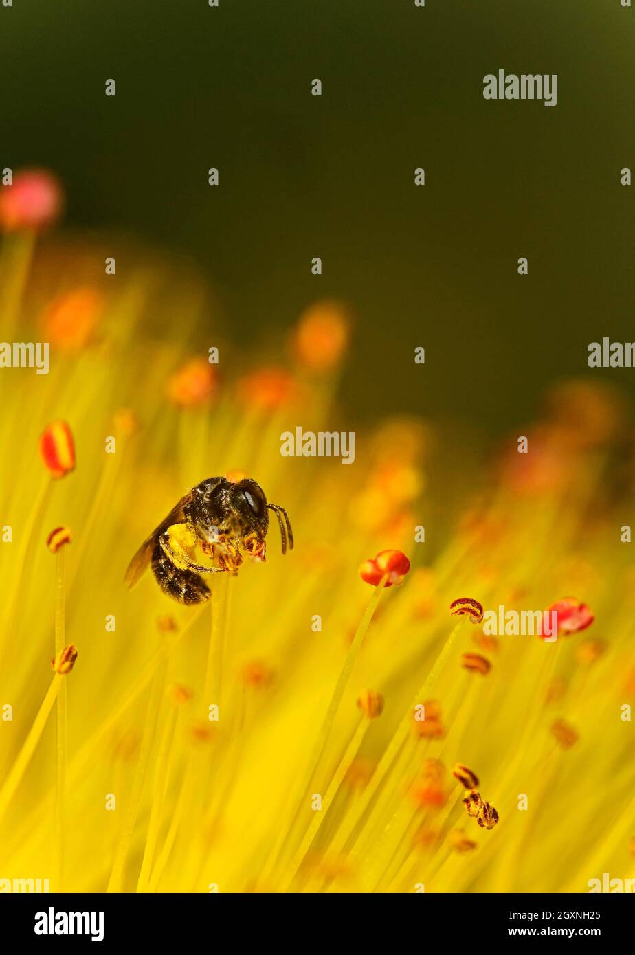 Small wild bee foraging for pollen in a St. John's wort flower, Valais ...