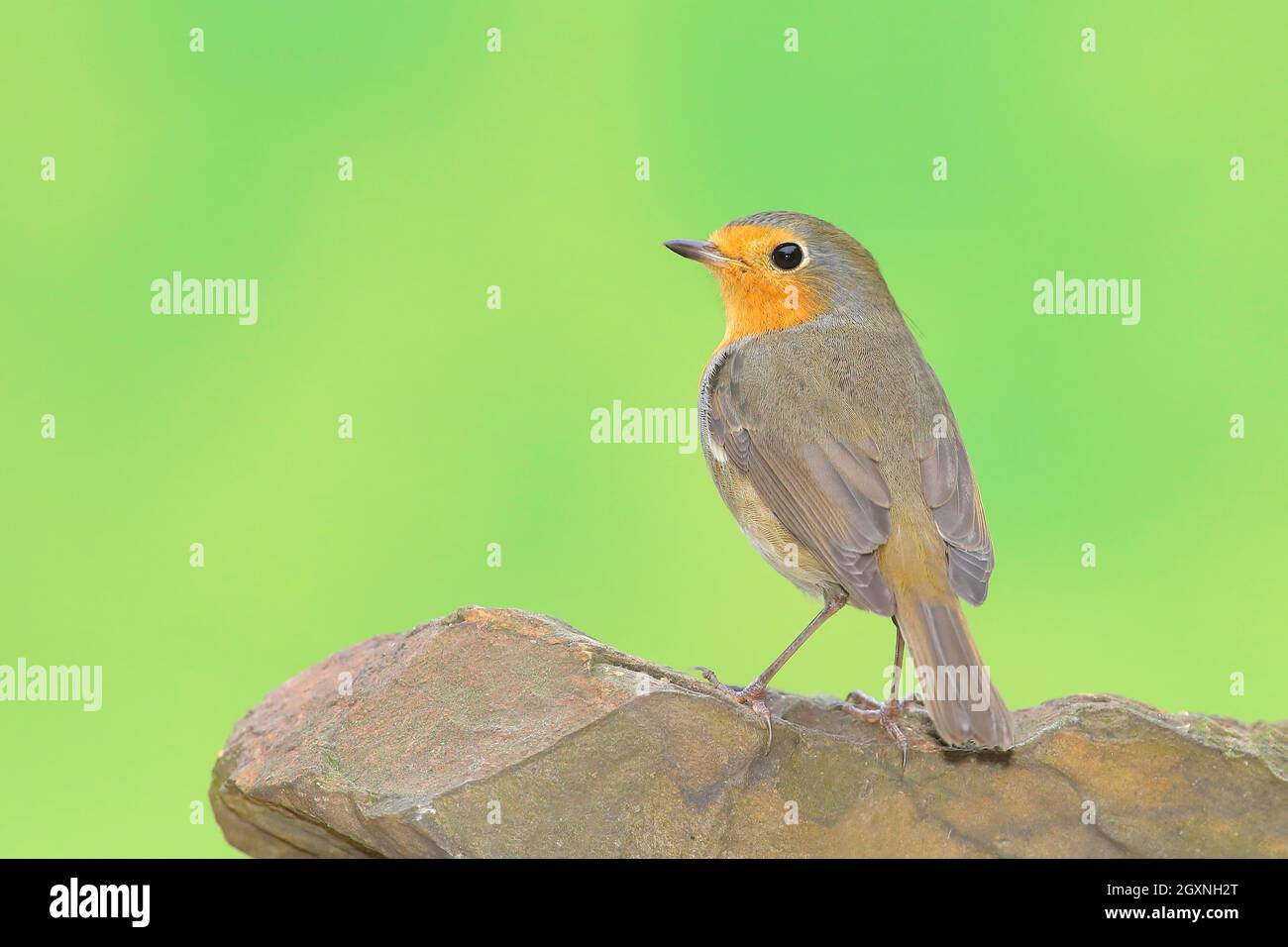 Robin stone hi-res stock photography and images - Alamy