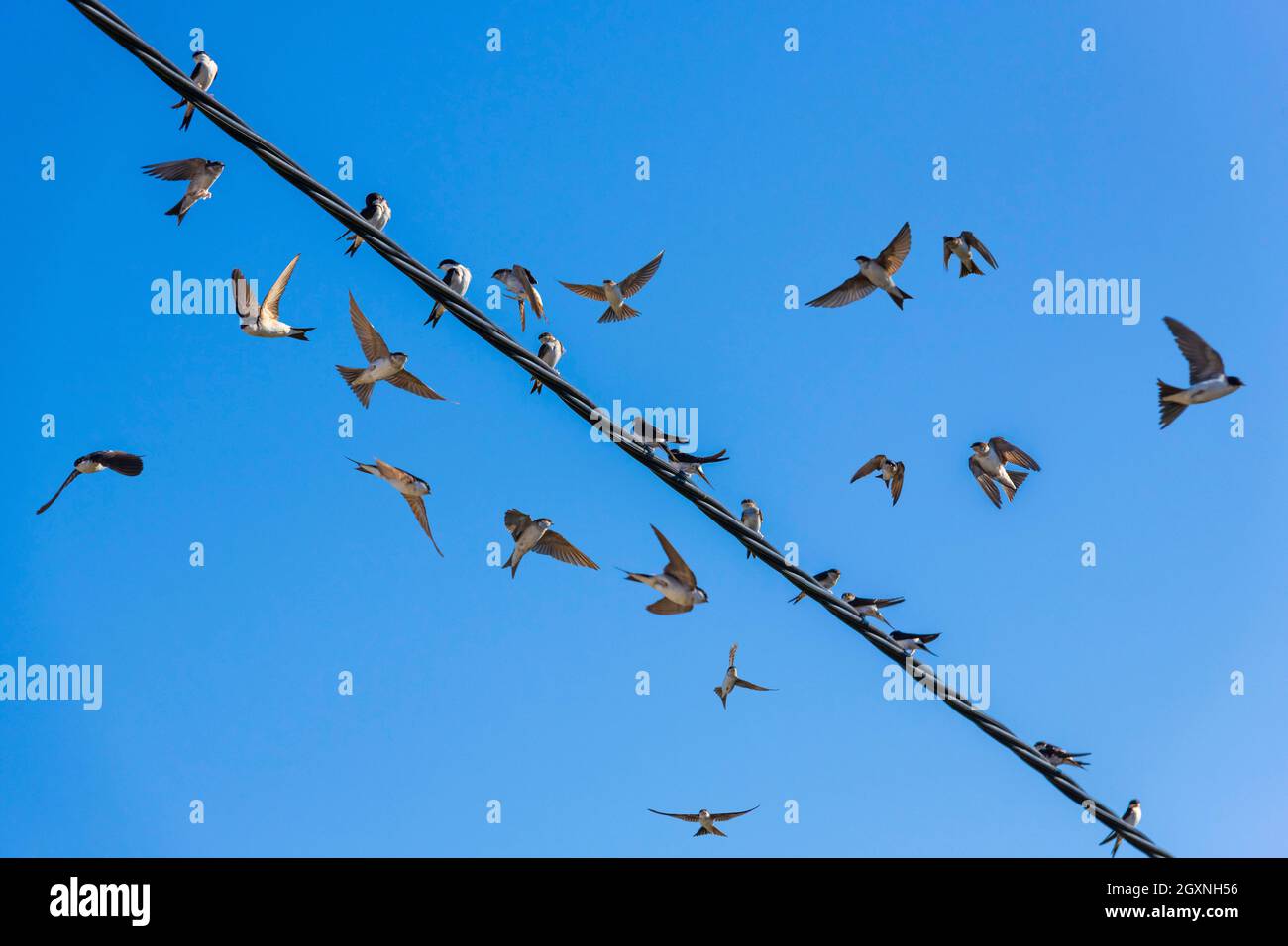 Barn swallows (Hirundo rustica) Congregation in front of bird migration ...