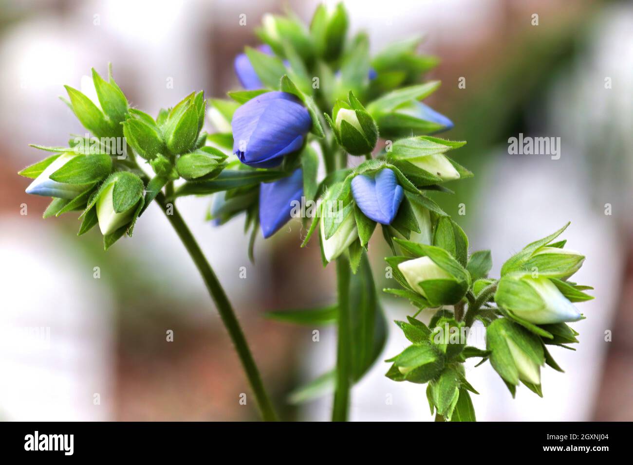 Curled closed blue buds on a Jacobs Ladder plant Stock Photo - Alamy