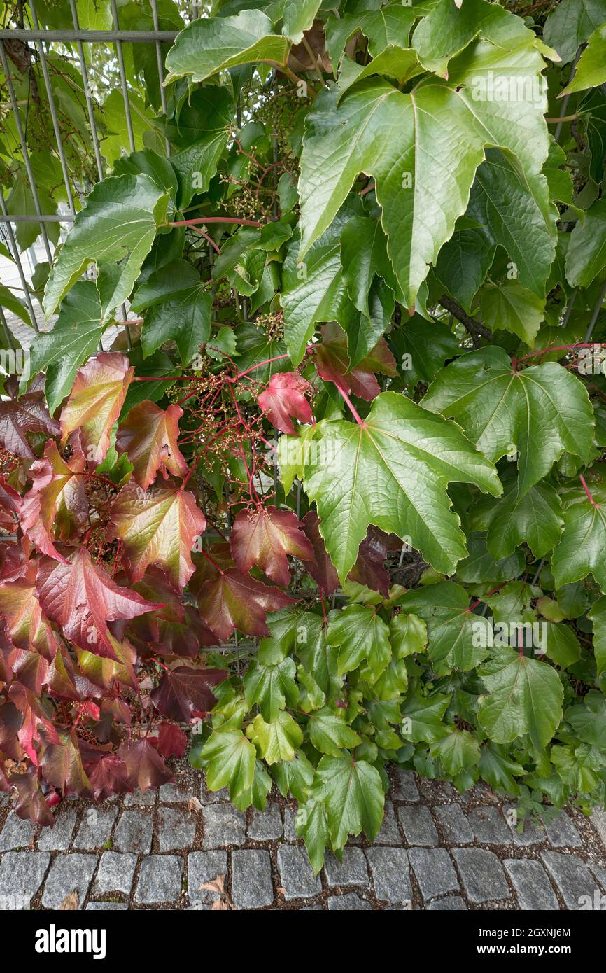 Boston ivy (Parthenocissus tricuspidata), Wild Vine, Munich, Upper ...