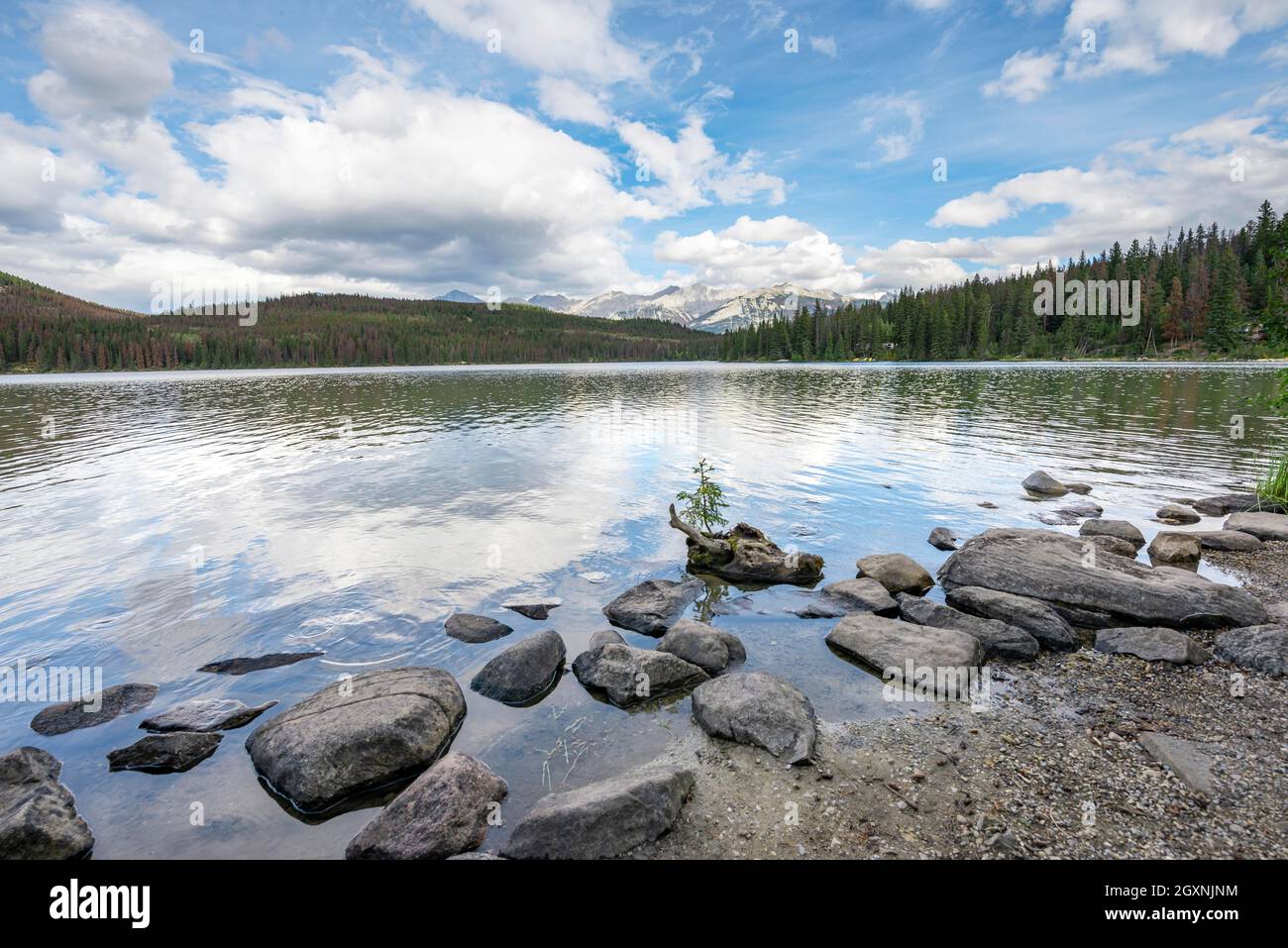 Small tree on a root on the shore of Pyramid Lake, Jasper National Park ...