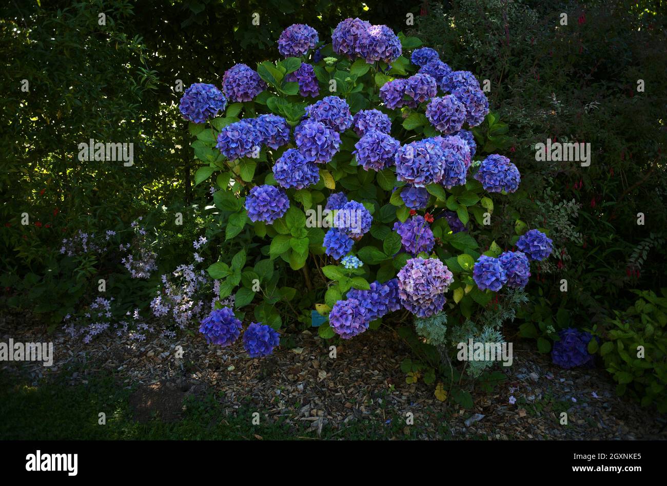 Hydrangea (Hydrangea macrophylla Hamburg), Cotes-d'Armor, Brittany ...