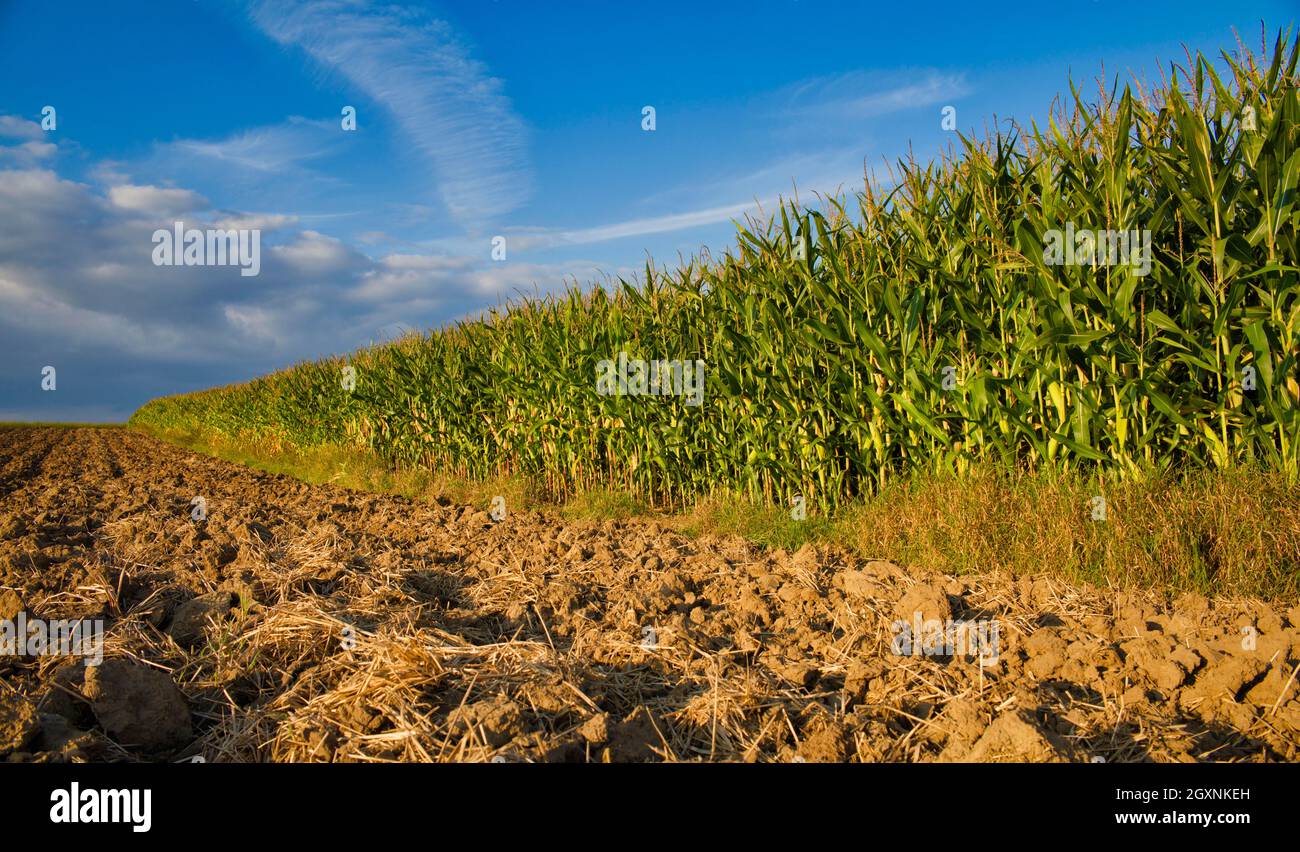 Maize field, loess soil, Stuttgart, Baden-Wuerttemberg, Germany Stock ...