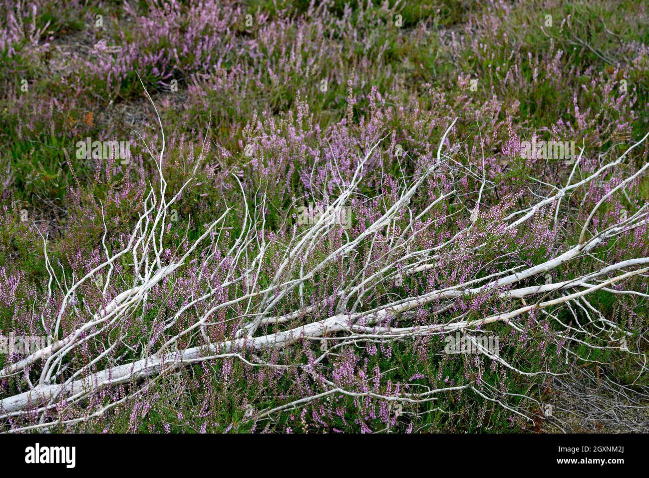 Heathland, Oberoher Heide, dead common juniper (Juniperus communis) in ...