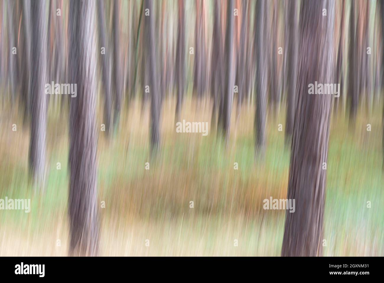 Pine (Pinus) forest at Eicksberg, Blur Effect, South Heath nature Park ...