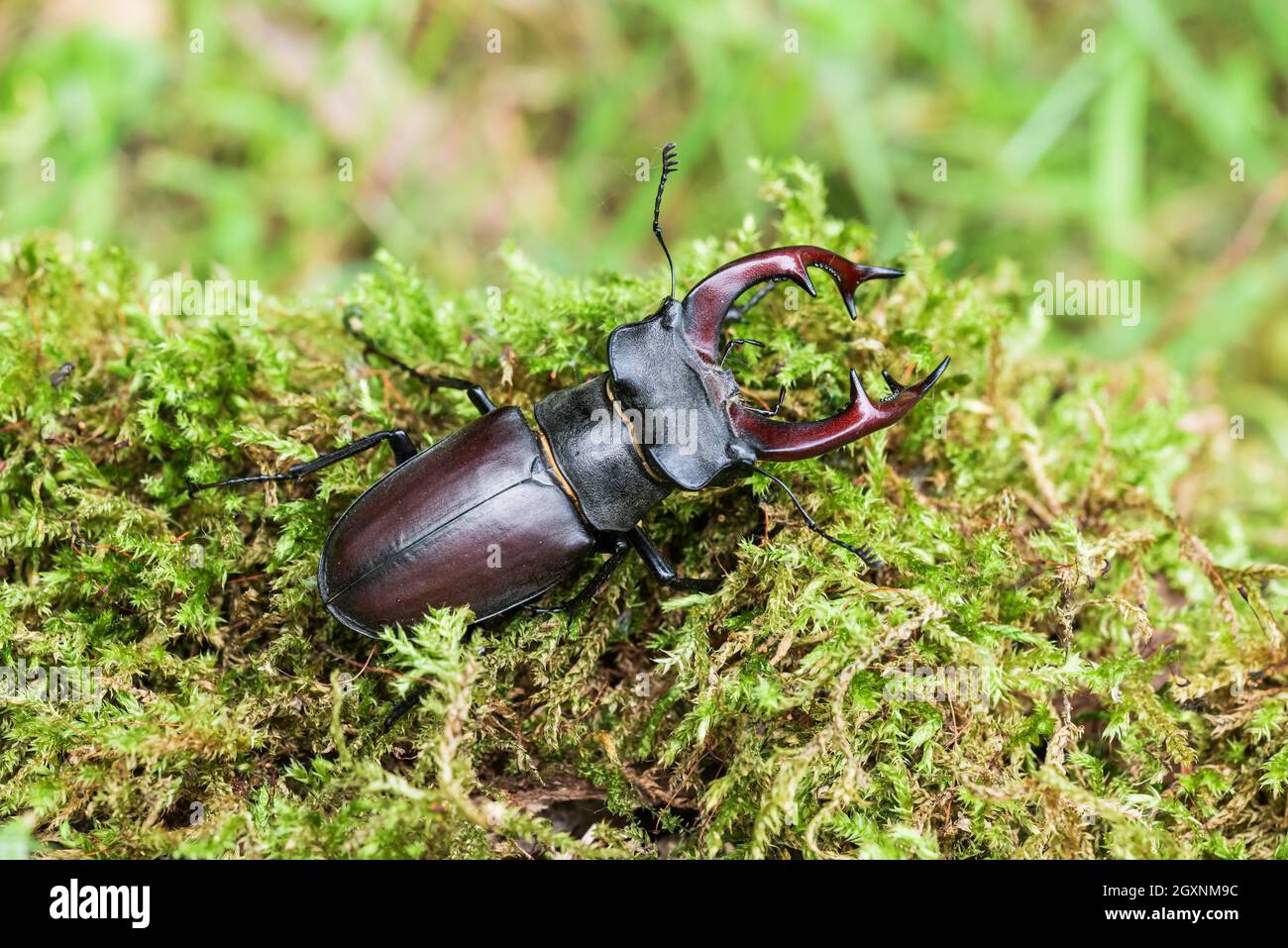 Stag beetle (Lucanus cervus), male Stock Photo - Alamy