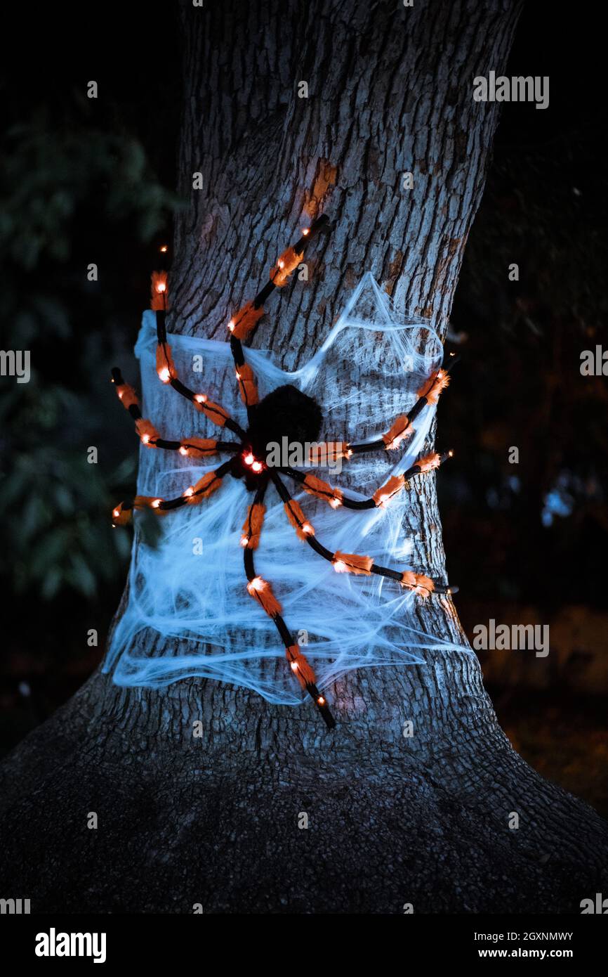 Tree spider hi-res stock photography and images - Alamy