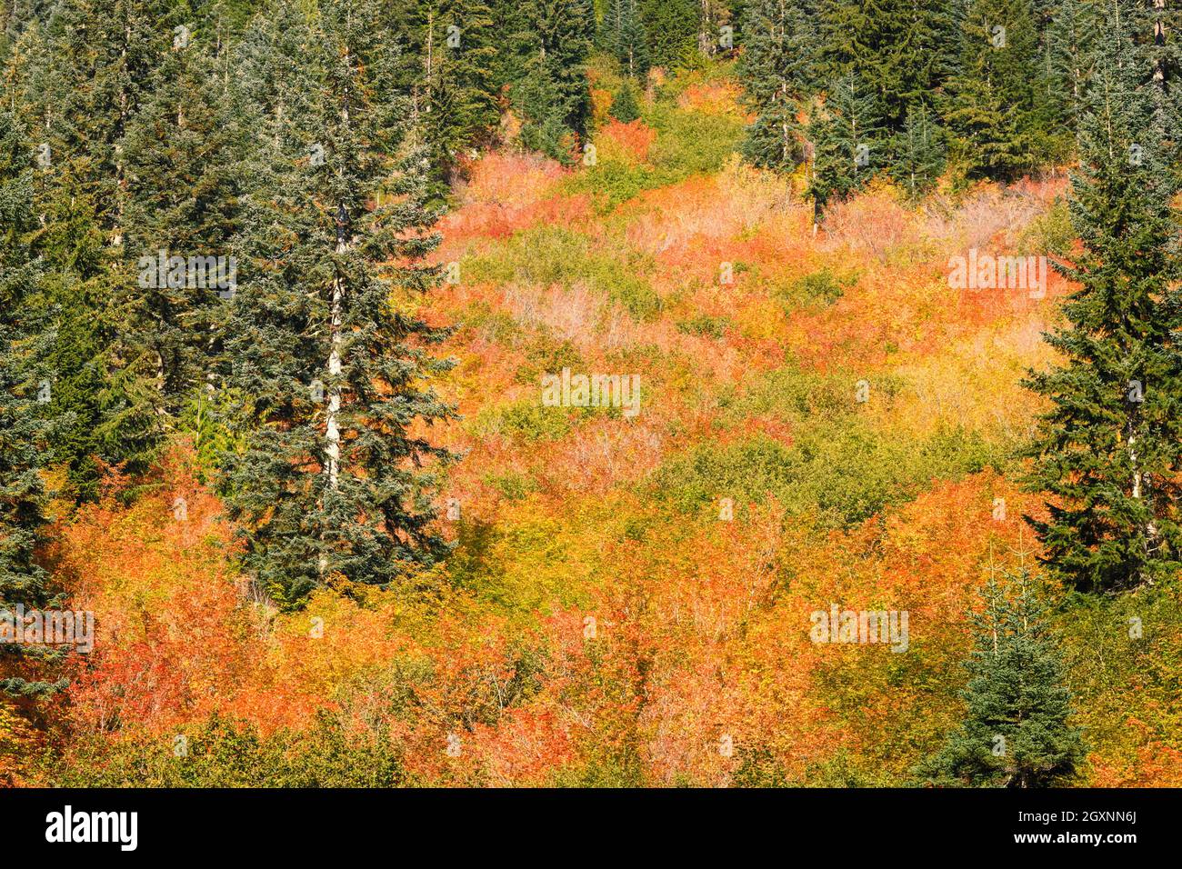 Fall Colors on bushes growing among fir trees on an avalanche slope in ...