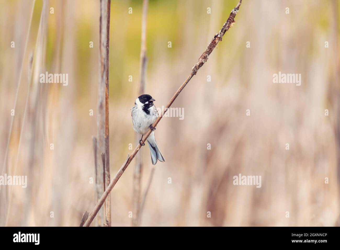 Common reed bunting male on the reed (Emberiza schoeniclus) near pond ...