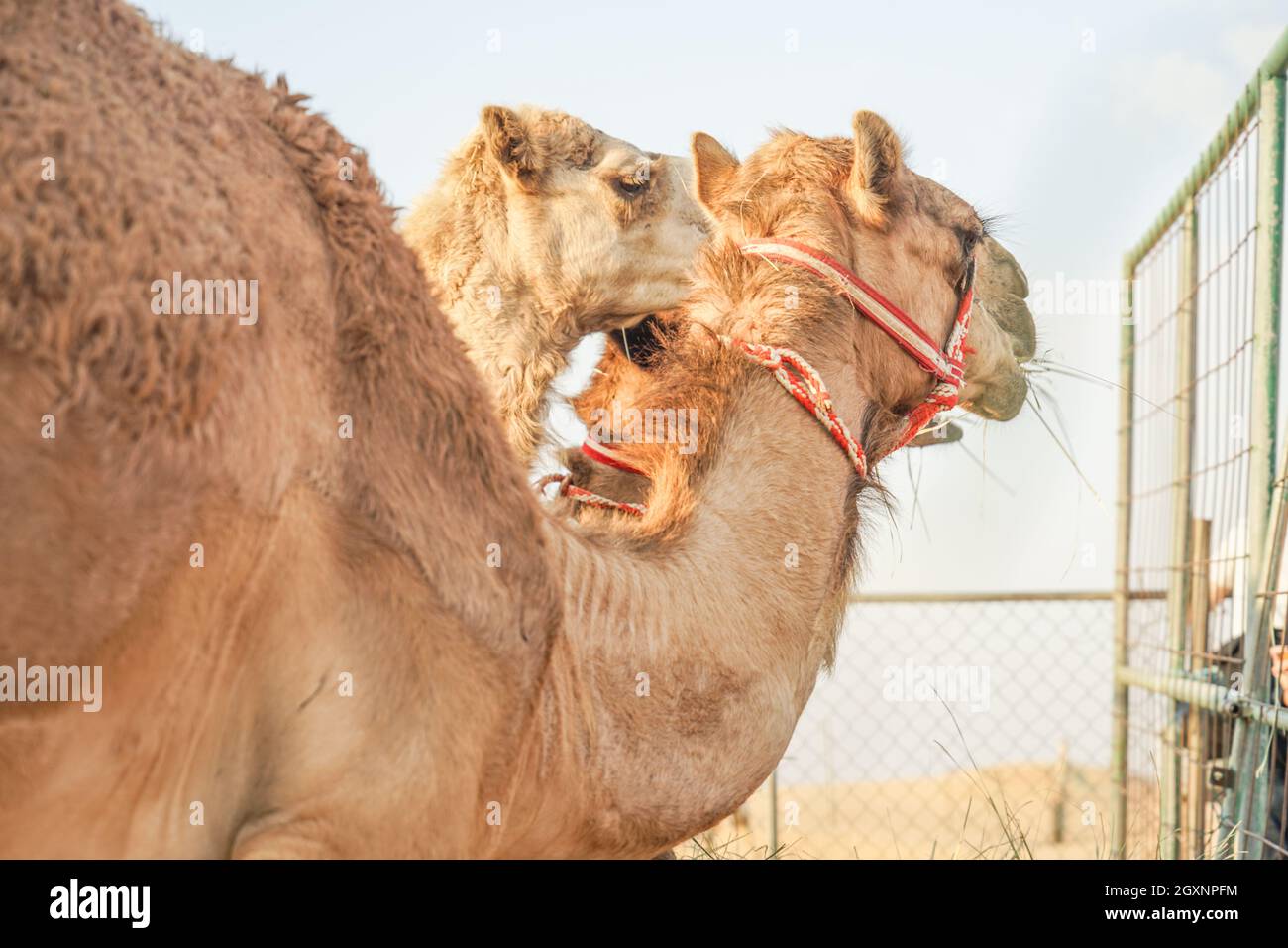 Of the Arabian desert camel (United Arab Emirates). Shooting Location ...