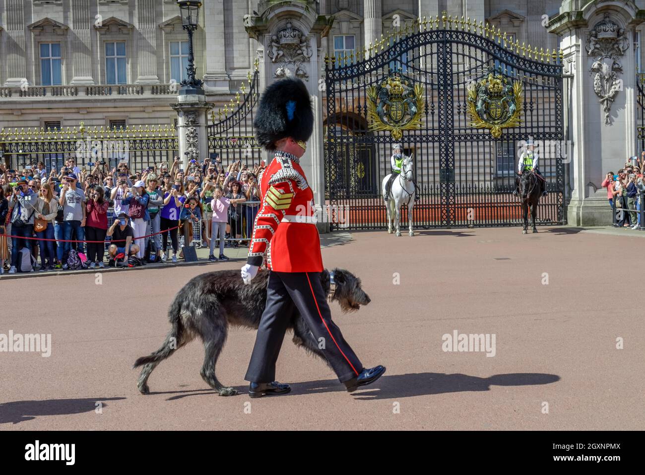 Queen's Guards, Mascot Irish Wolfshound, Changing of the Guard ...