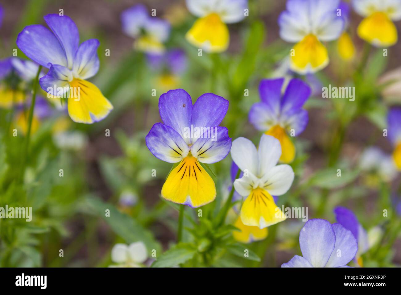 Heartsease (Viola tricolor), flowered in a garden Stock Photo - Alamy