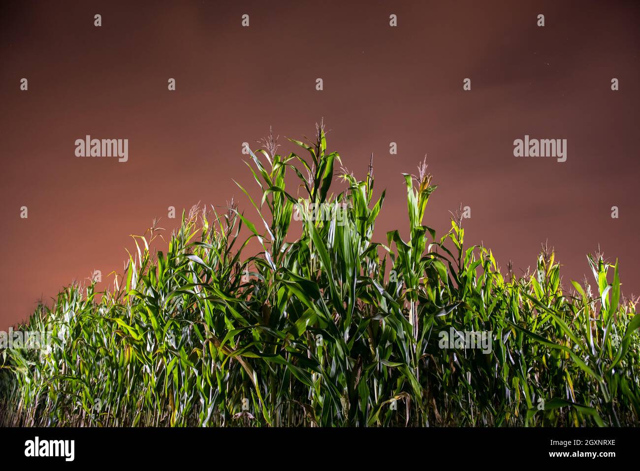 Natural Night Sky Above Corn Field Plantation In Summer Agricultural ...