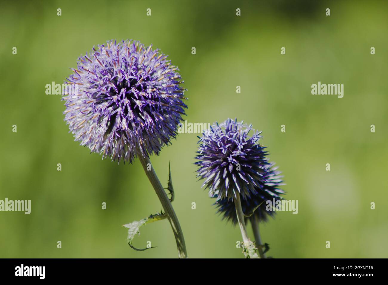 Ball thistle in a garden Stock Photo - Alamy