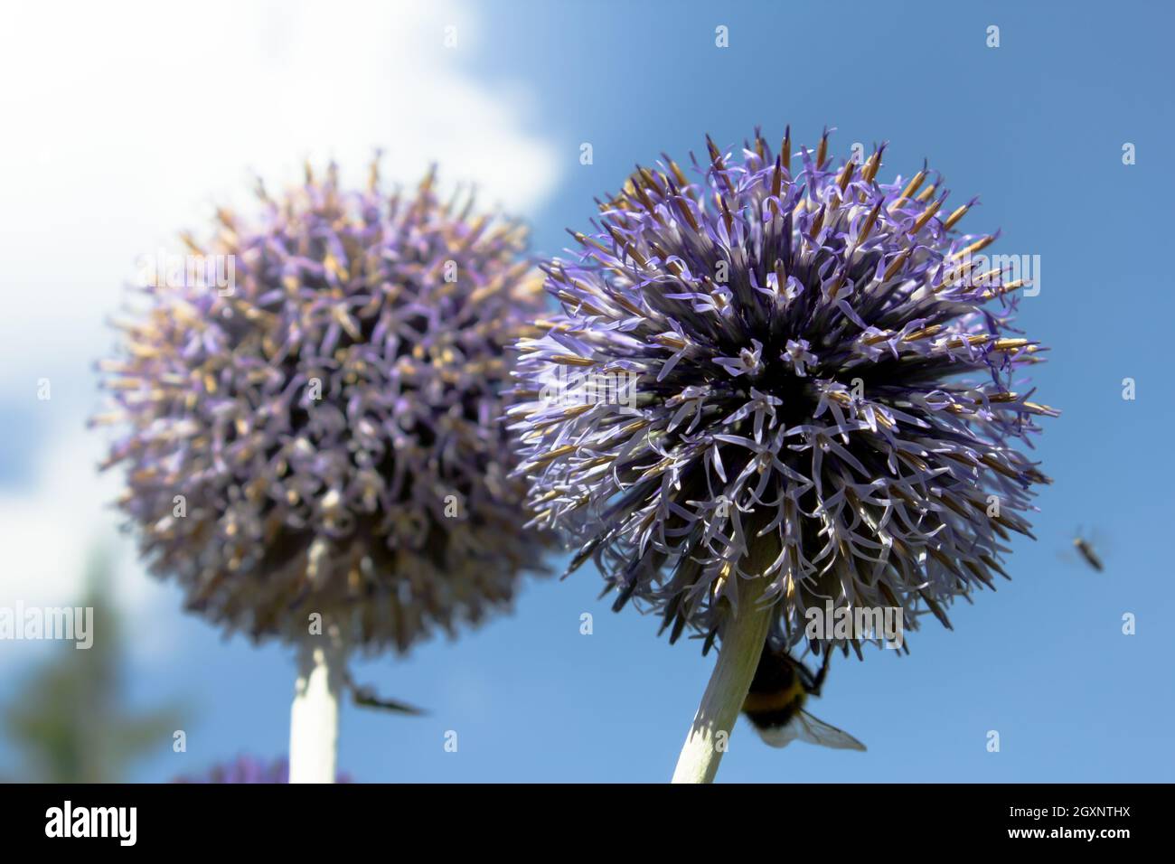 Ball thistle in a garden Stock Photo - Alamy