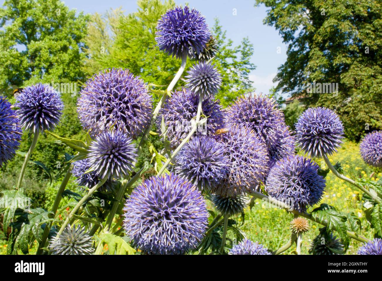 Ball thistle in a garden Stock Photo - Alamy