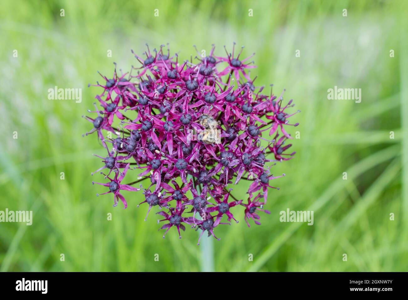 Giant pink bow hi-res stock photography and images - Alamy