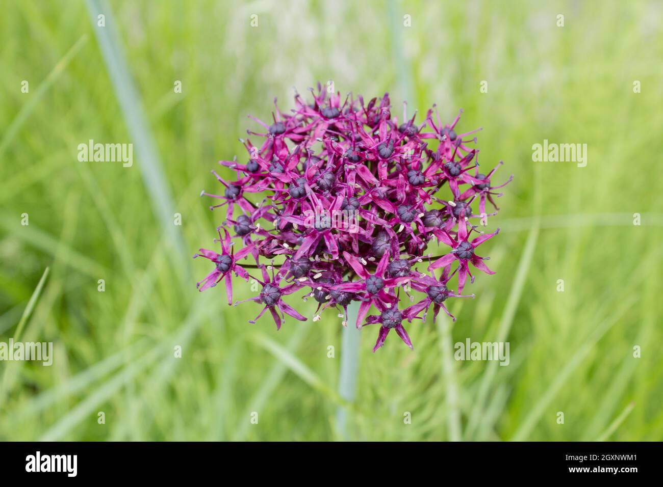 Purple color ornamental onion (Allium bulgaricum) in a botanical garden ...
