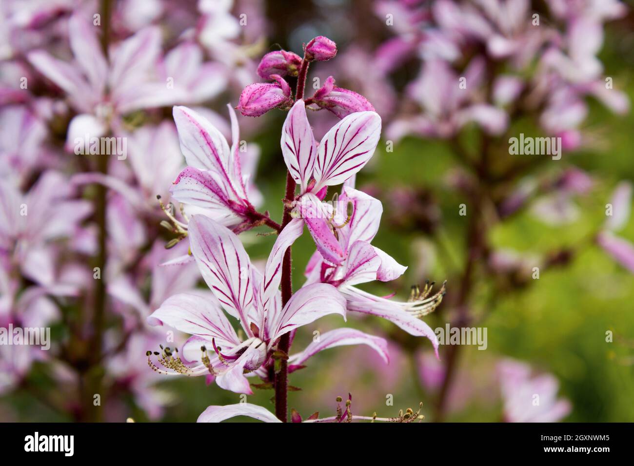 Dictamnus albus burning bush false hi-res stock photography and images ...